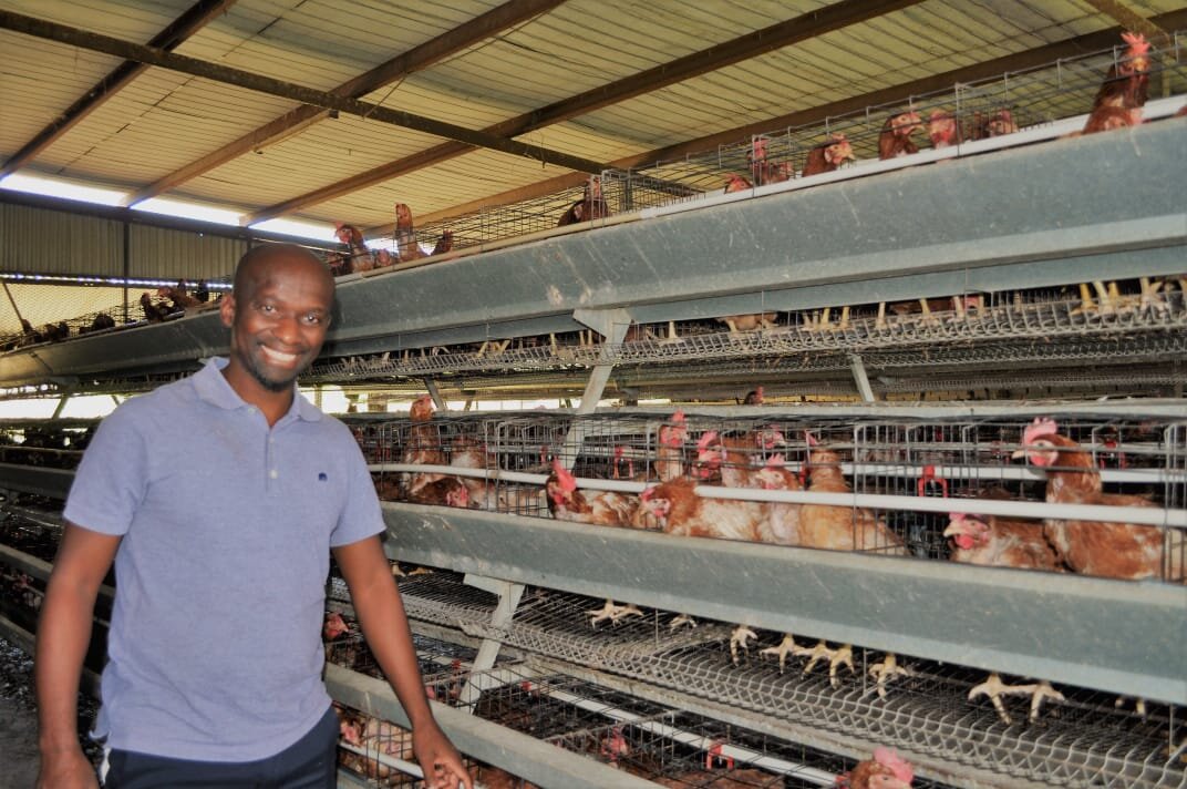 Putting the Cat Amongst the Chickens - Chicken Facts